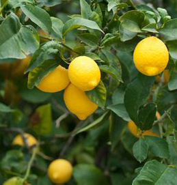 Lemon Fruit Plants - Jindabyne Nursery Monbulk